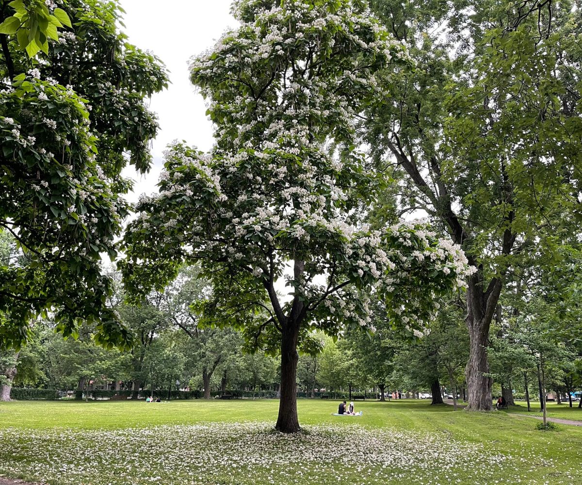 9 Ways Disney's Pocahontas Changed My Life (The Good and the Bad)